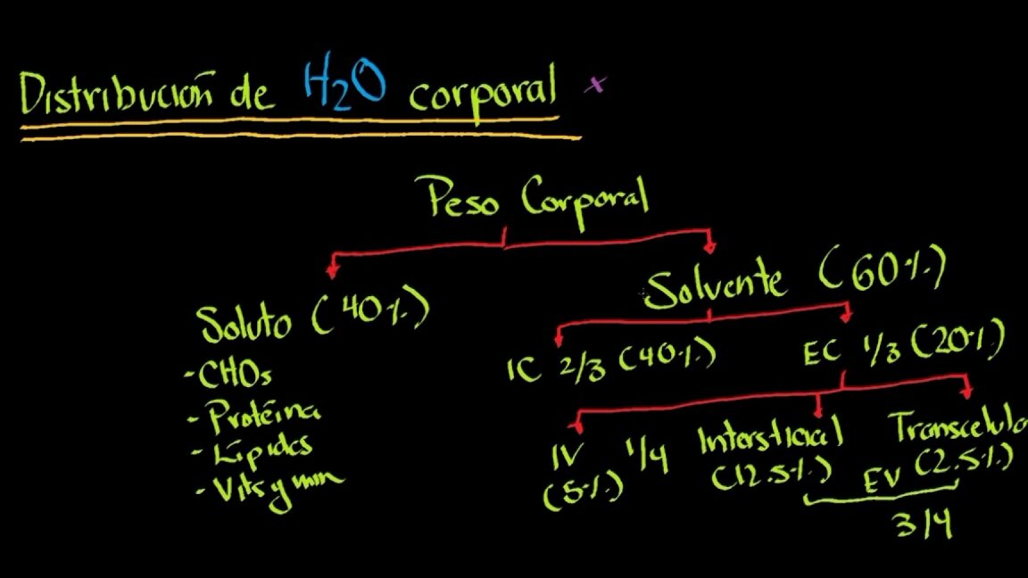 Fórmula para calcular el agua corporal total: descubre cómo hacerlo