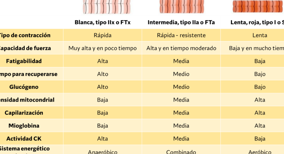 Tipos de fibras musculares y sus características: descubre cuáles son y ...
